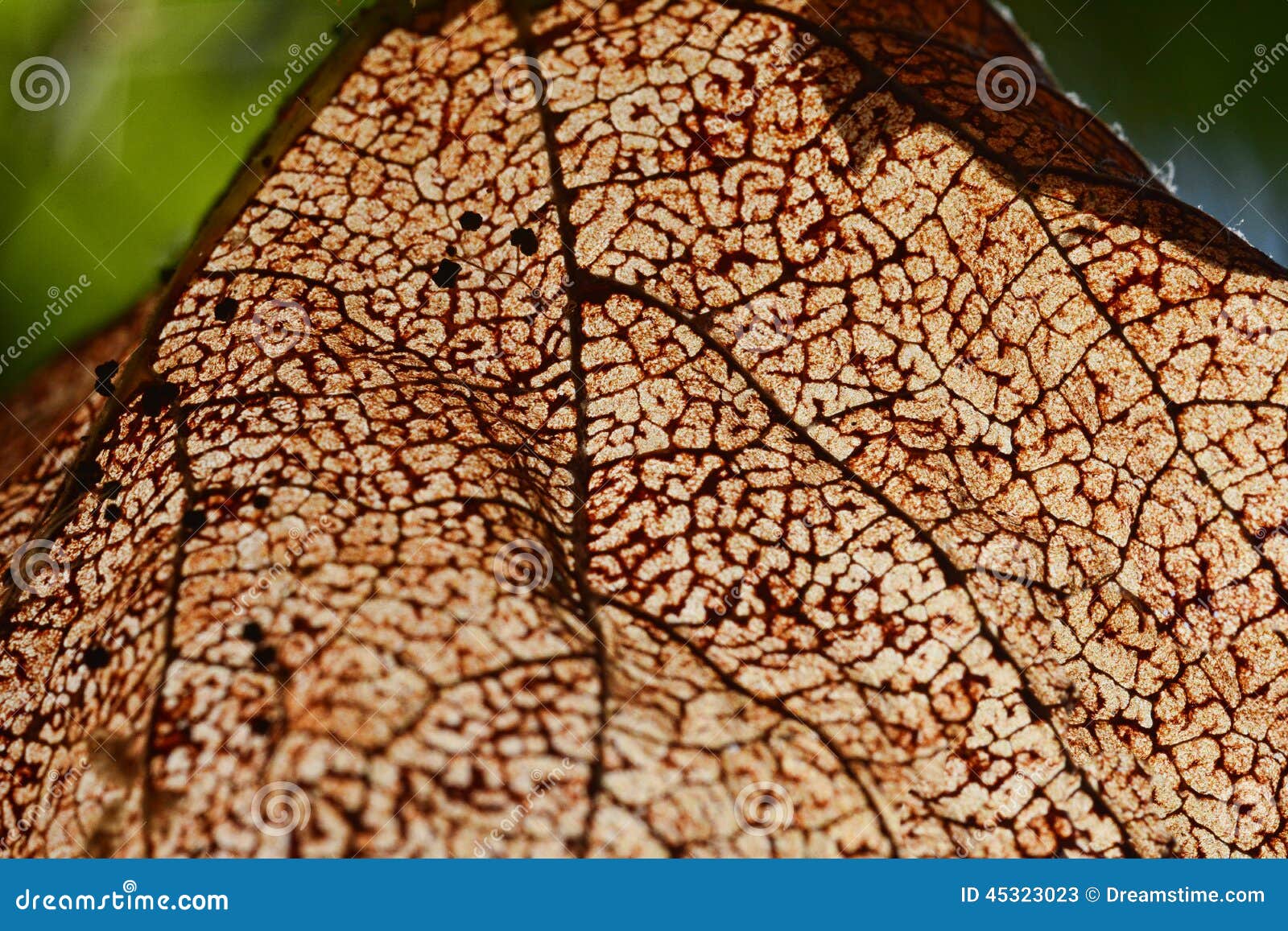 Old leaf texture stock image. Image of flora, season - 45323023