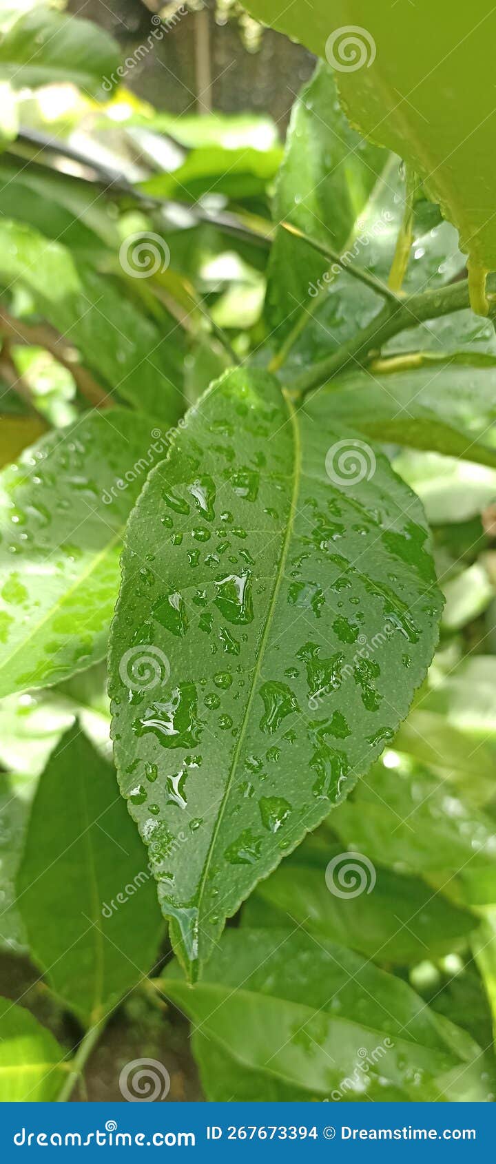 Old leaf from the tree stock photo. Image of produce - 267673394