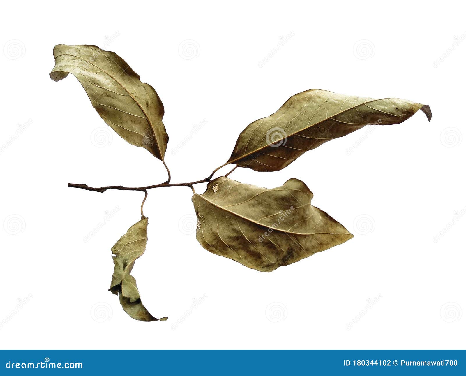 Old Leaf on White Background. Stock Photo - Image of element, fern ...