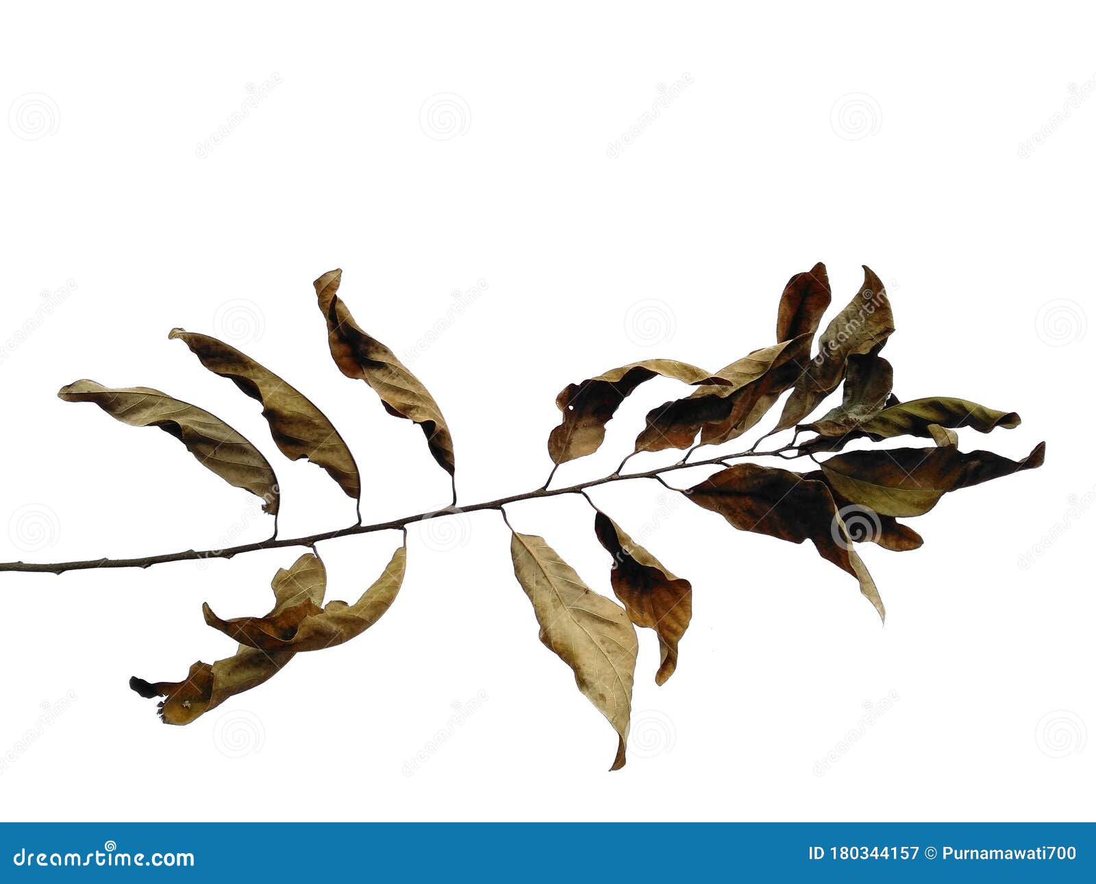 Old Leaf on White Background. Stock Image - Image of color, floral ...