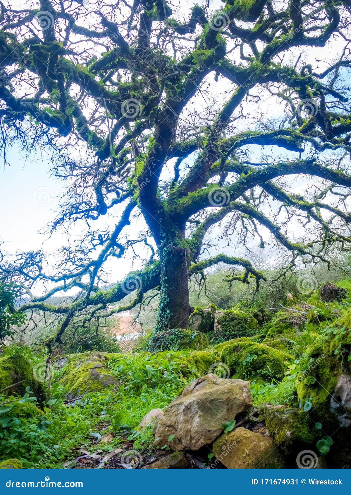 Old Leafless Oak Tree in a Forest with the Blue Sky in the Background ...