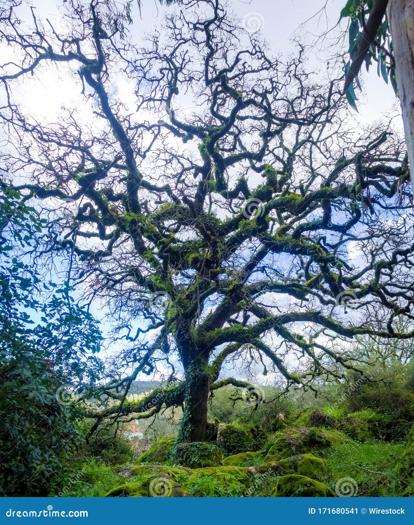 Old Leafless Oak Tree in a Forest with the Blue Sky in the Background ...