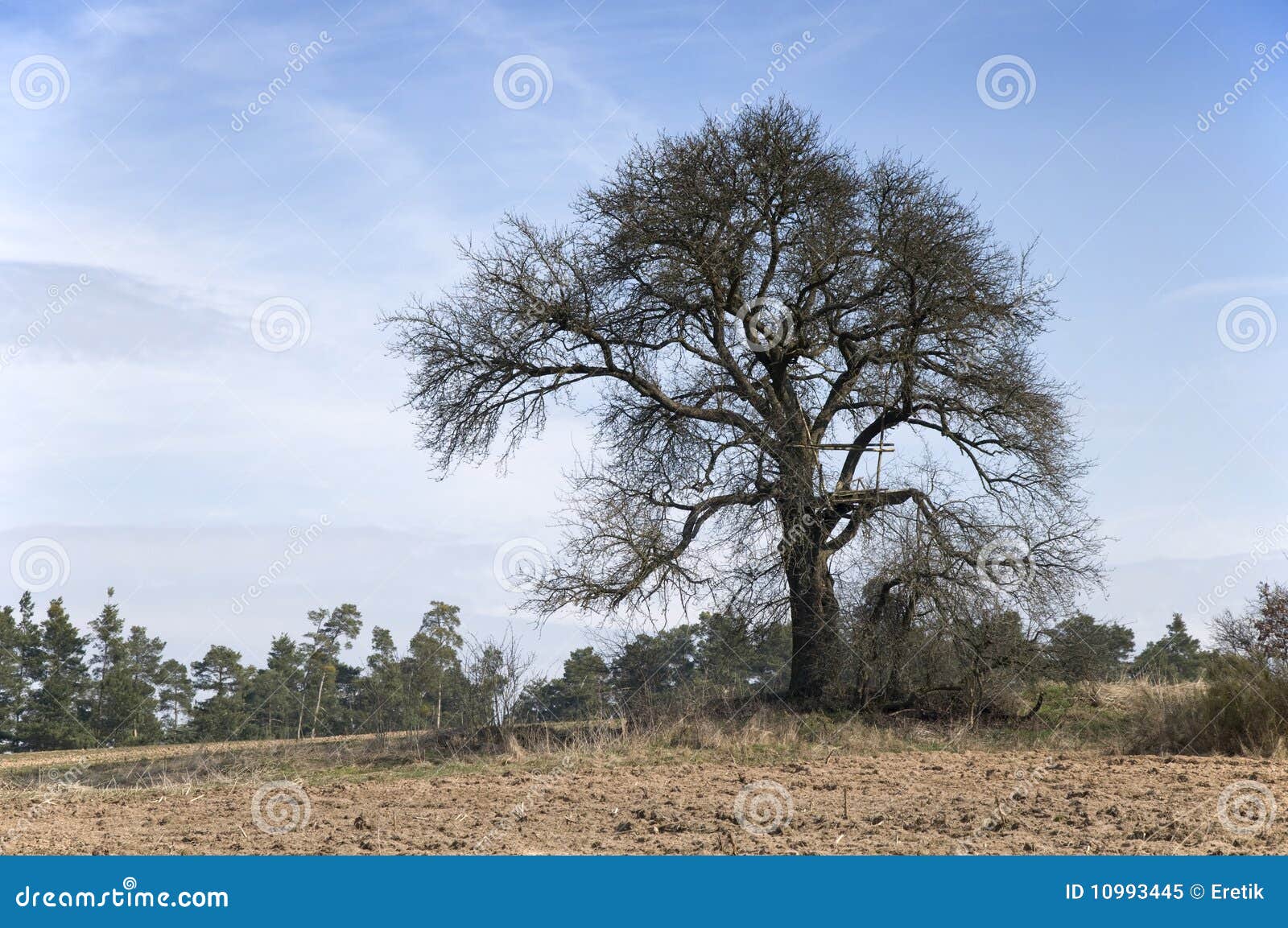 Old Leafless Tree Against Sky Stock Image - Image of field, blue: 10993445