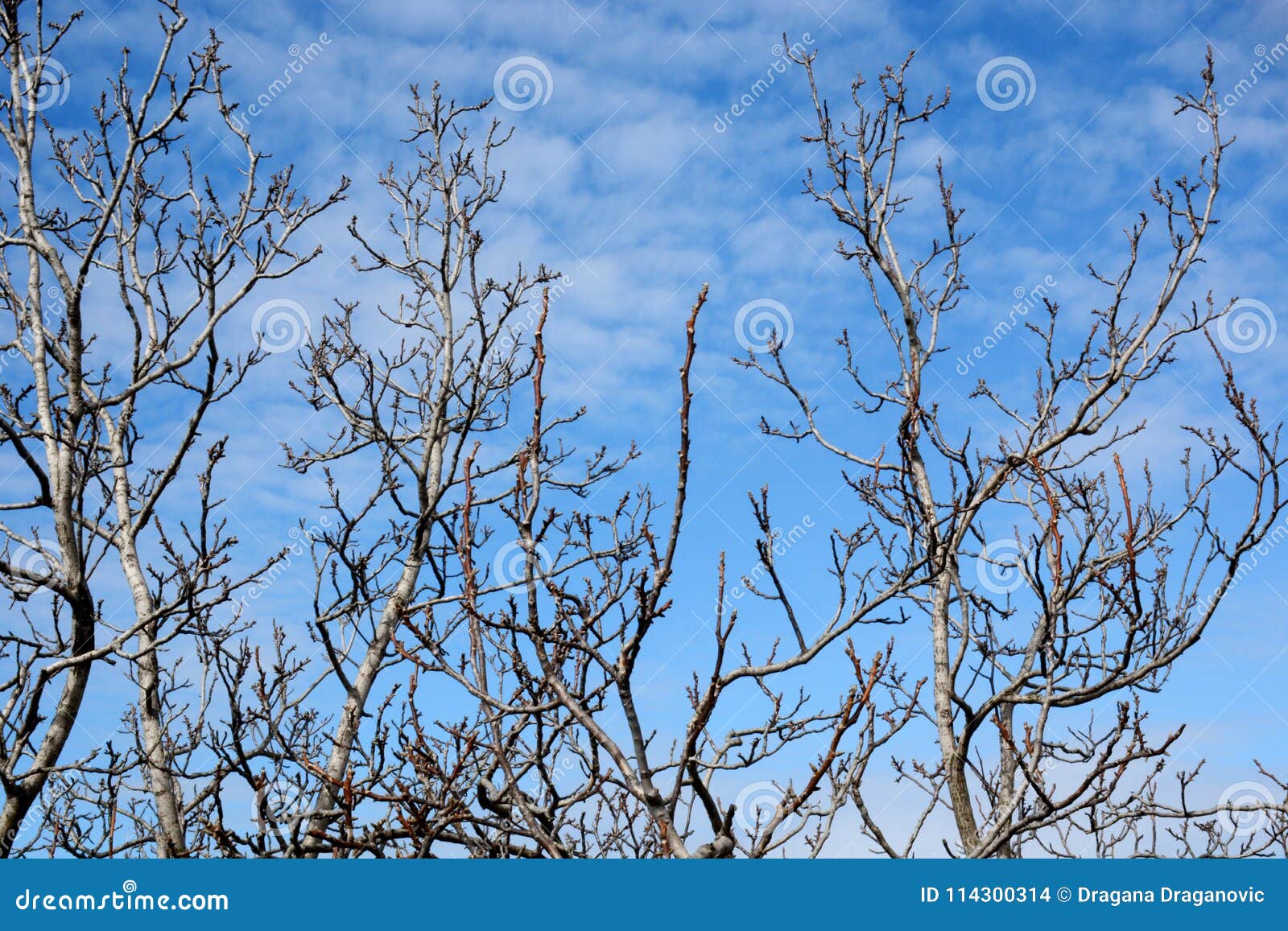 Old Leafless Tree Branches on Sky Background. Stock Photo - Image of ...