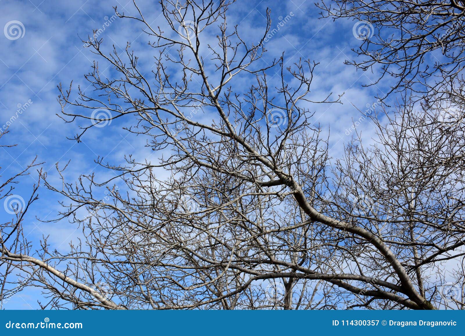 Old Leafless Tree Branches on Sky Background. Stock Image - Image of ...