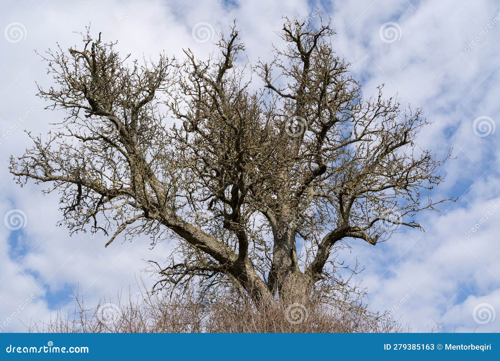 Old Leafless Tree with Cloudy Sky in Spring Stock Image - Image of ...