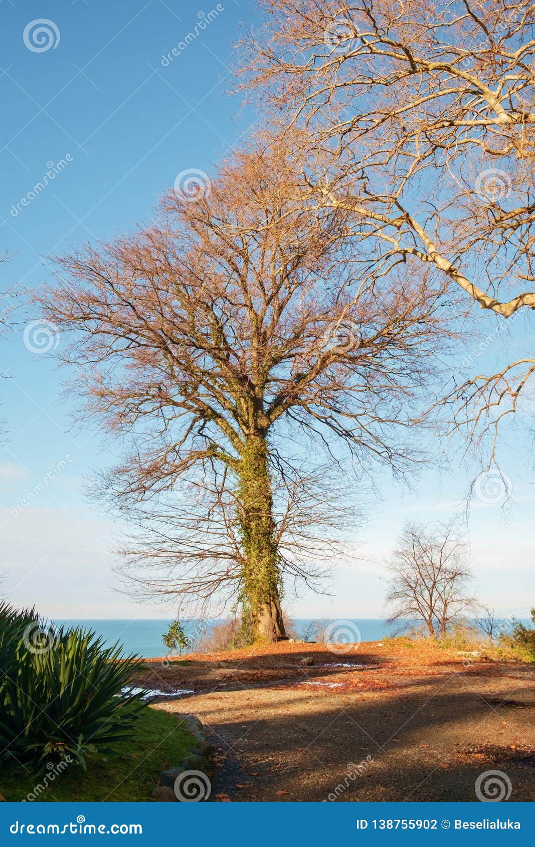 Old Leafless Tree on a Field Stock Photo - Image of tree, lonely: 138755902