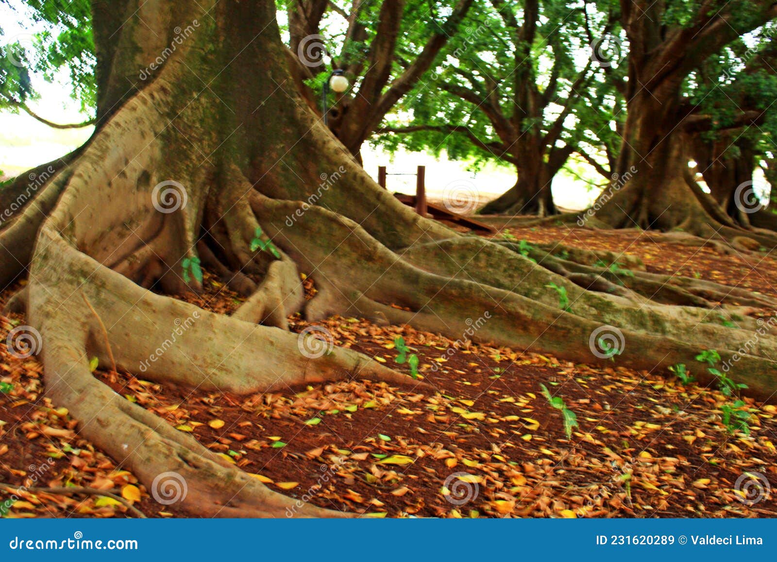 Old Leafy Trees with Trunks, Roots and Strong Branches. Roots ...