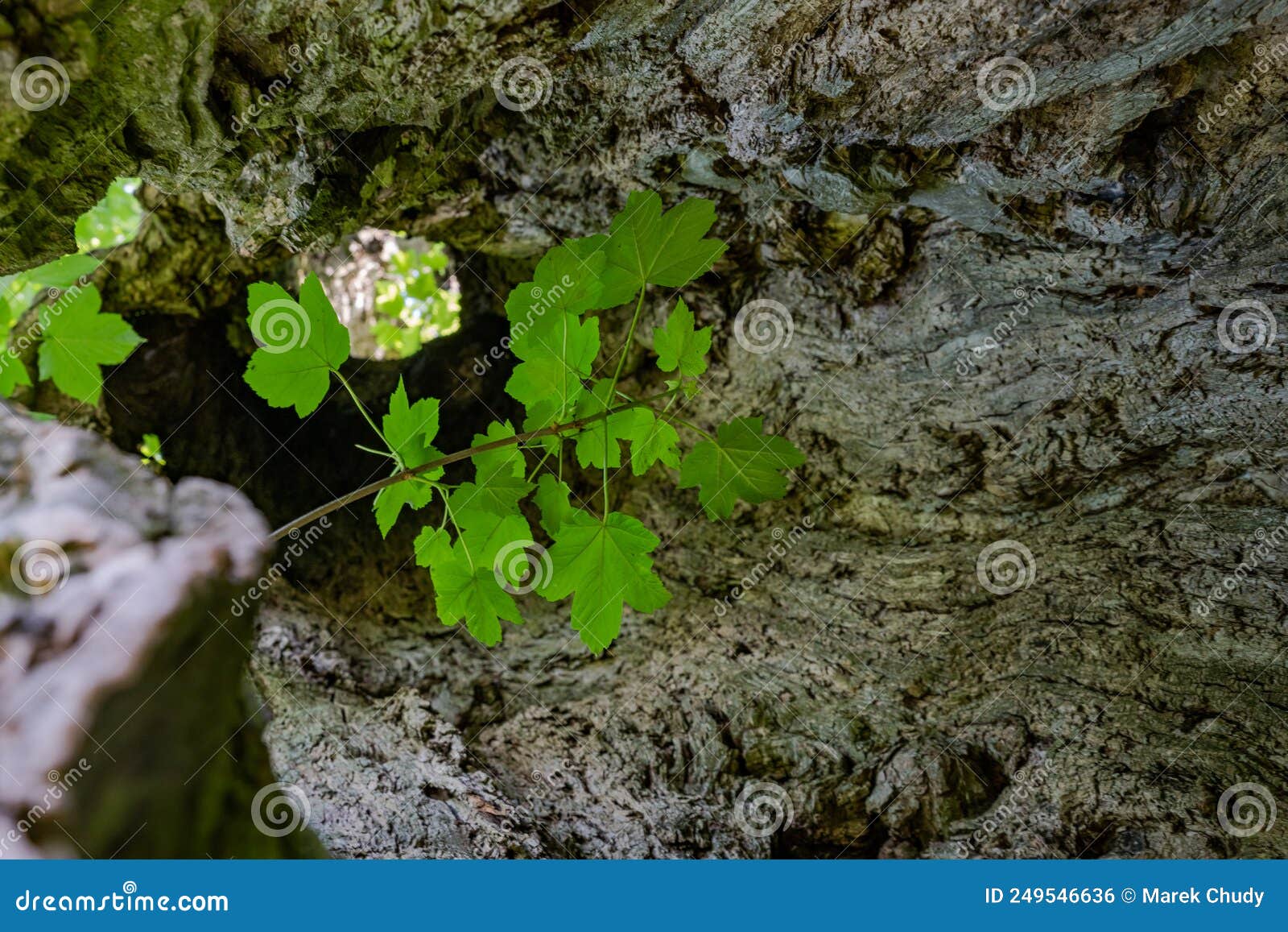 Leaky tree stock photo. Image of plant, scene, spring - 249546636
