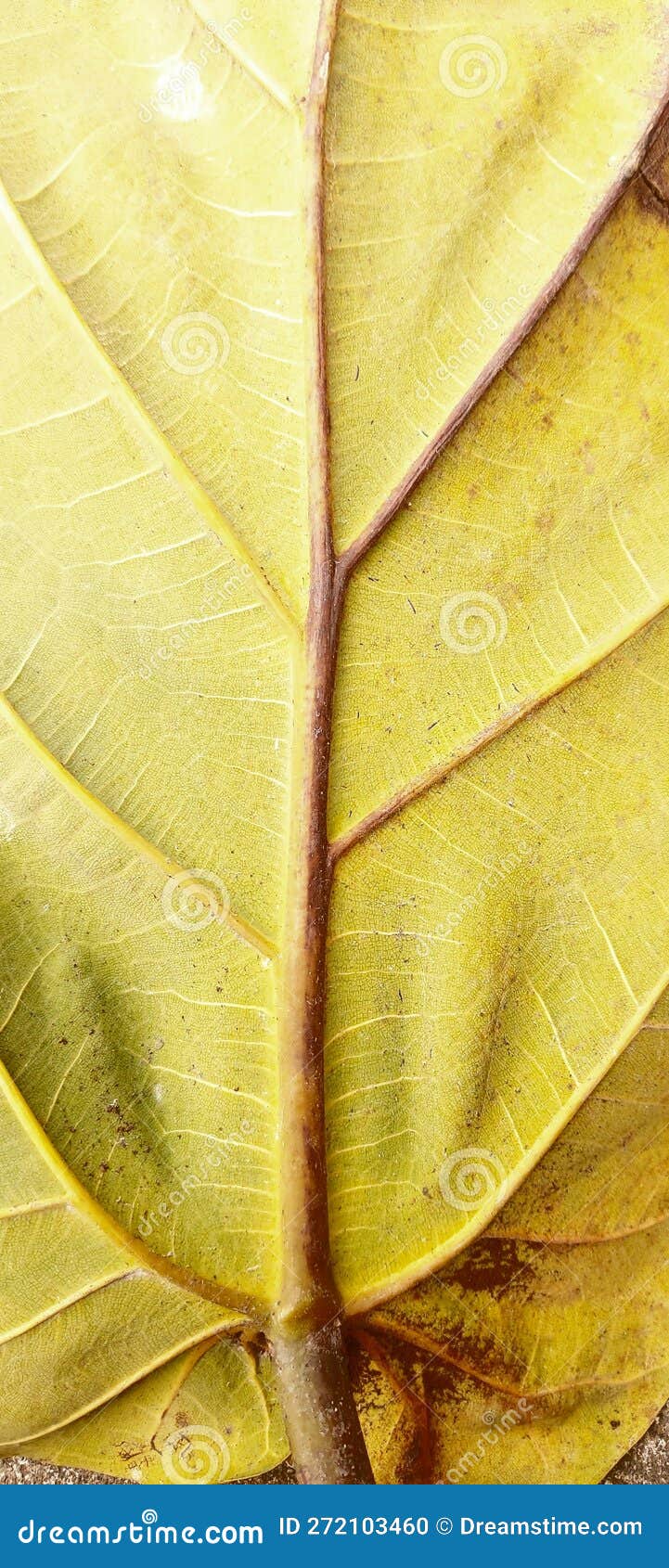 The Old Leave with Good Texture Stock Photo - Image of textu, texture ...