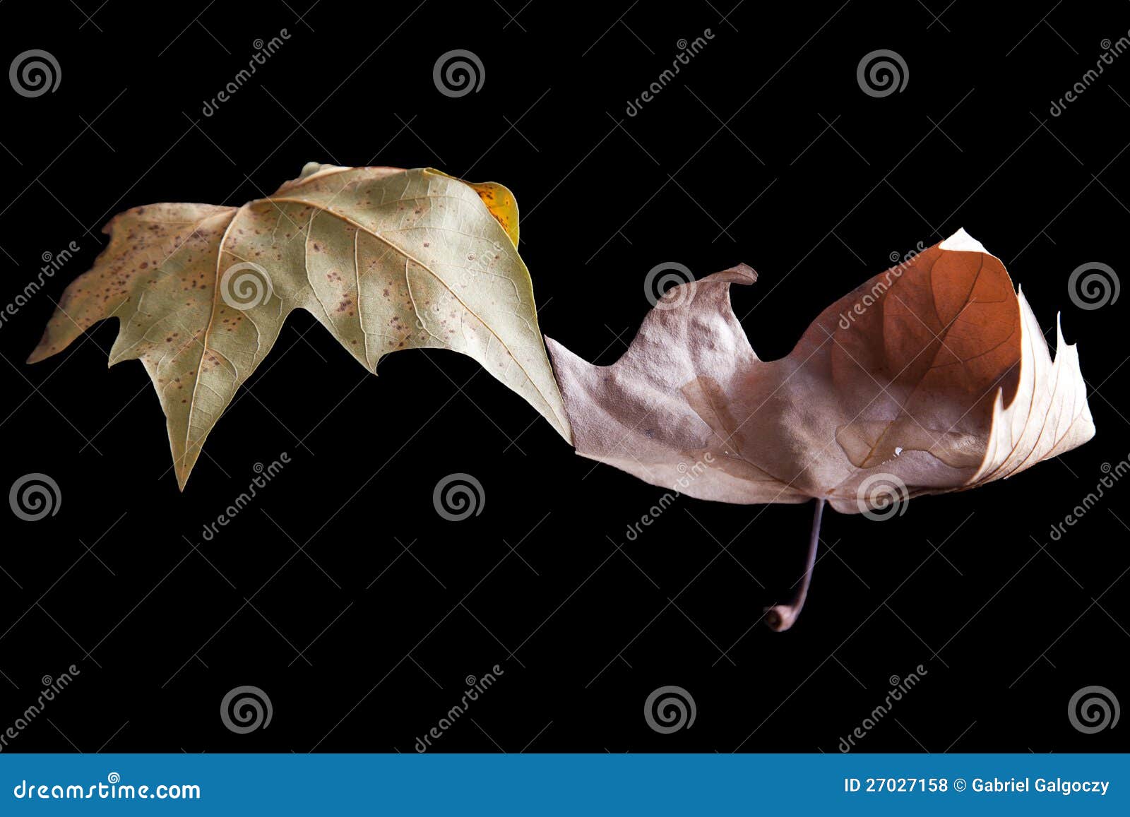 Old leaves stock photo. Image of colorful, macro, color - 27027158