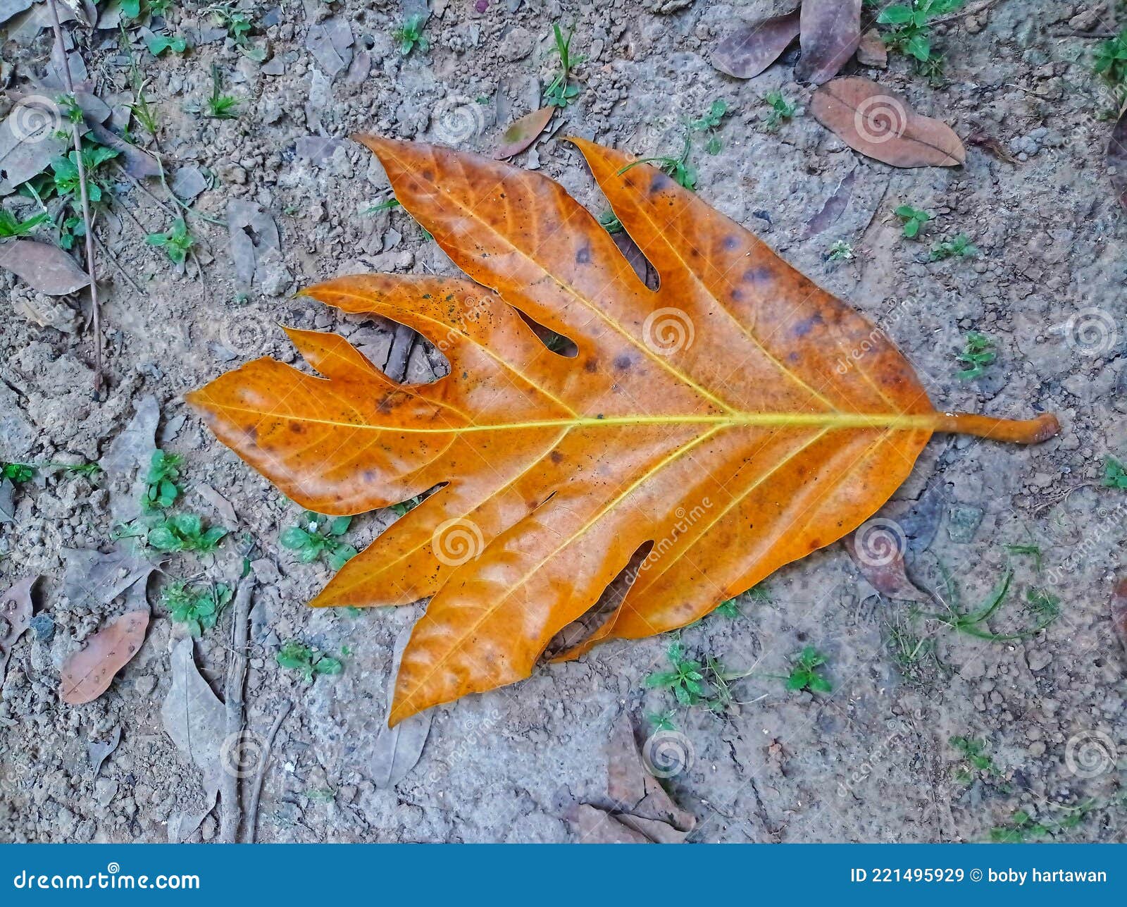 Old Leaves that Fall To the Ground Stock Image - Image of ground ...