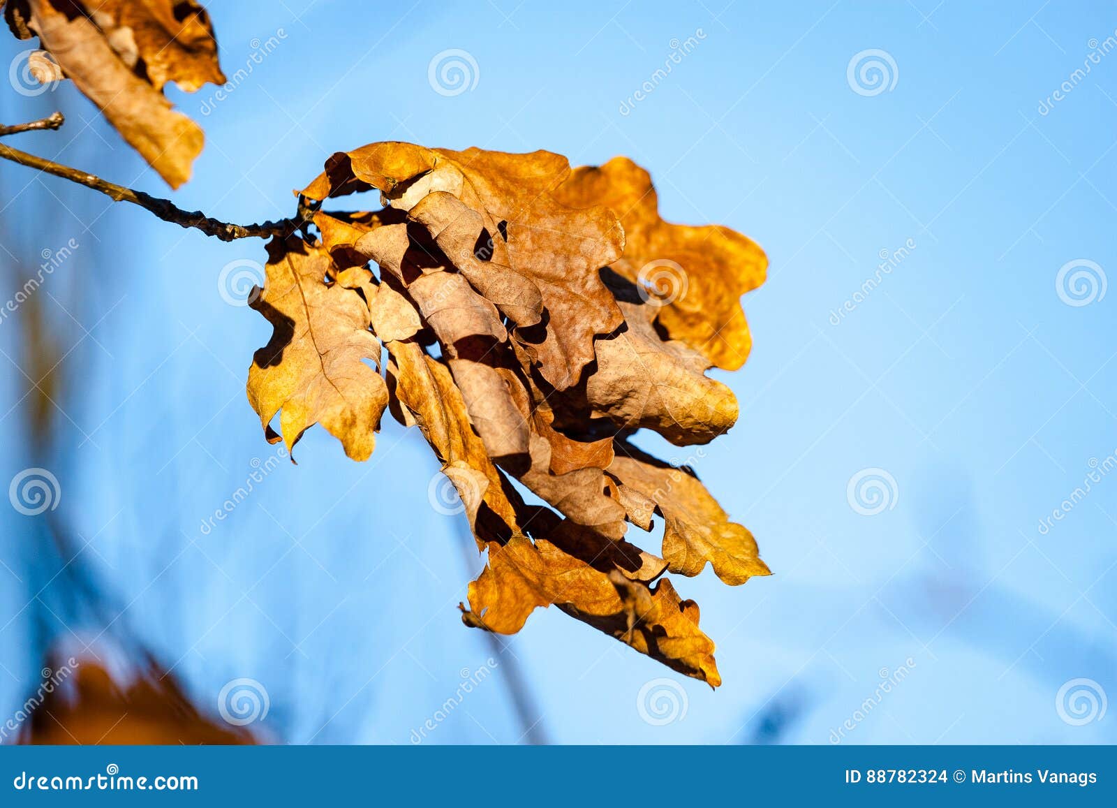 Old leaves stock photo. Image of park, lush, mist, majestic - 88782324