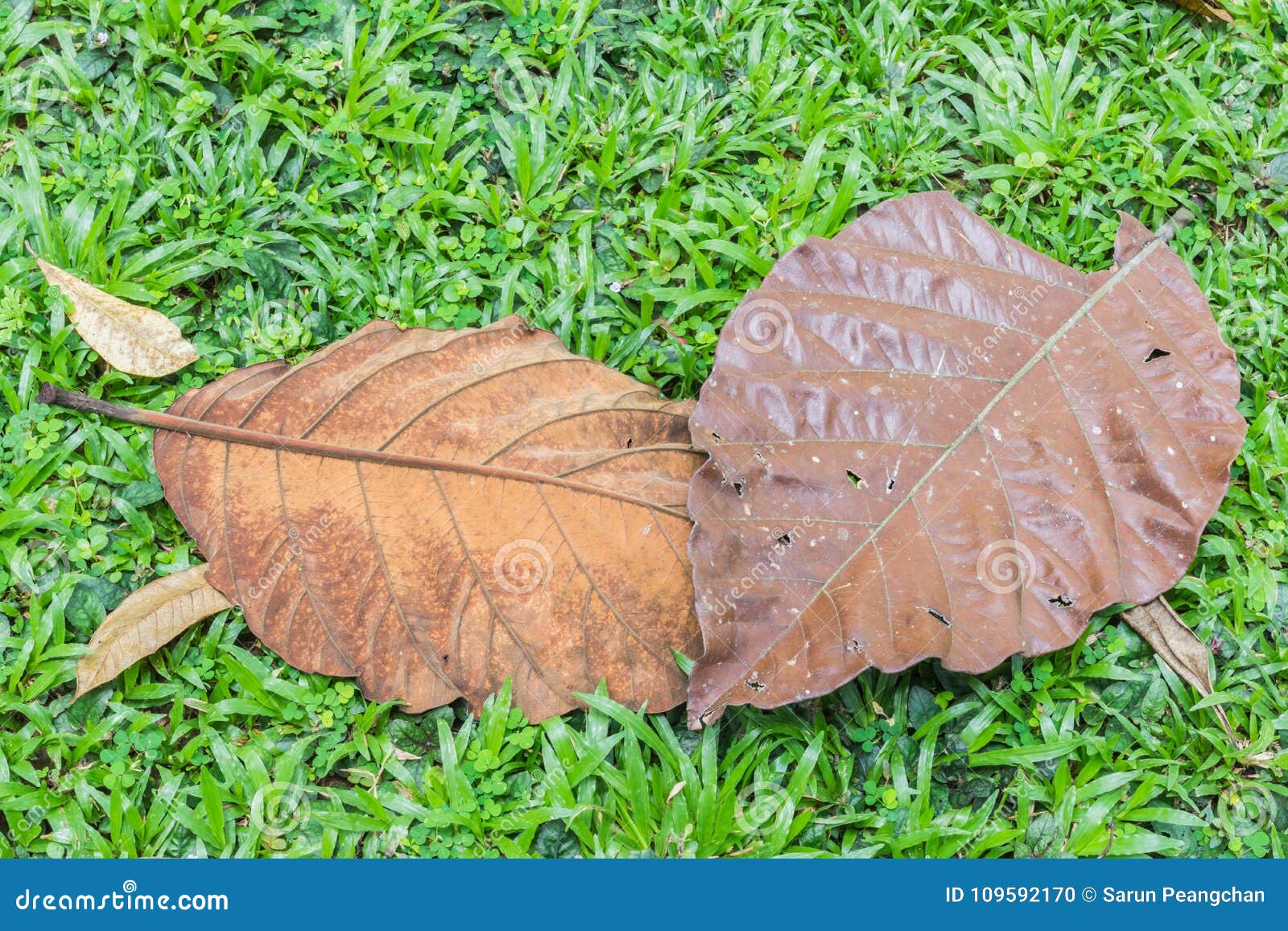 The old leaves. stock photo. Image of leafs, natural - 109592170