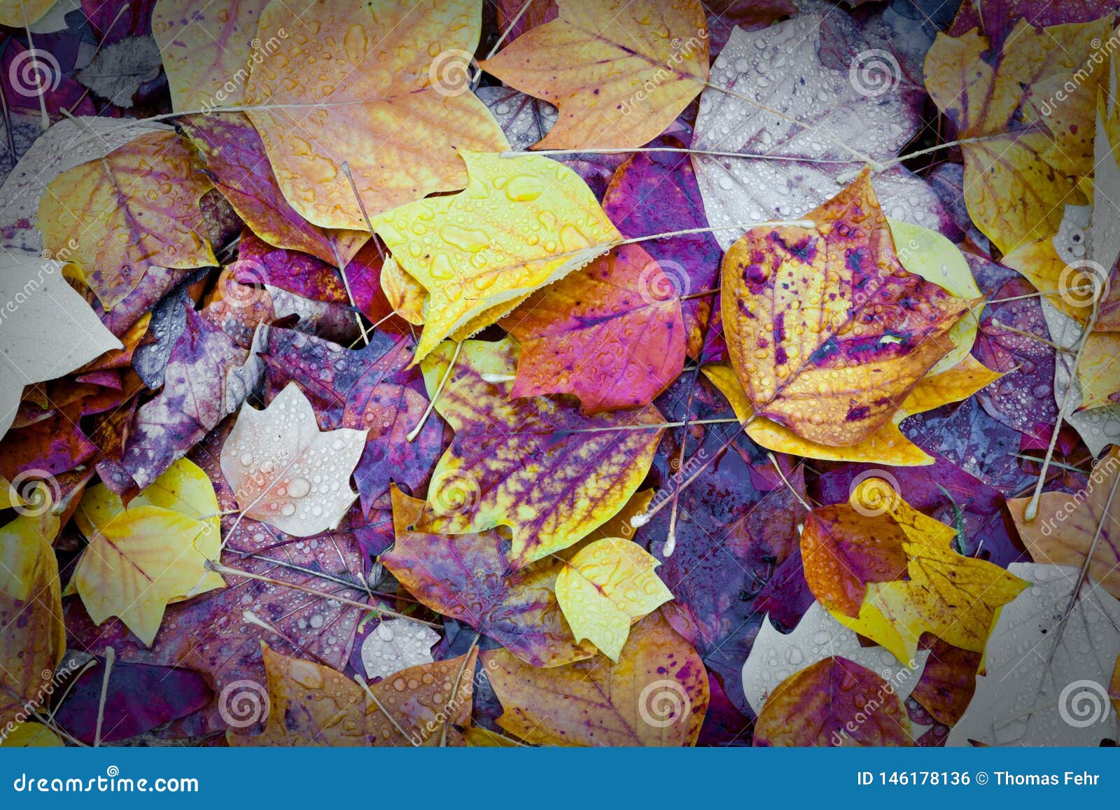 Old leaves on the ground stock photo. Image of shape - 146178136