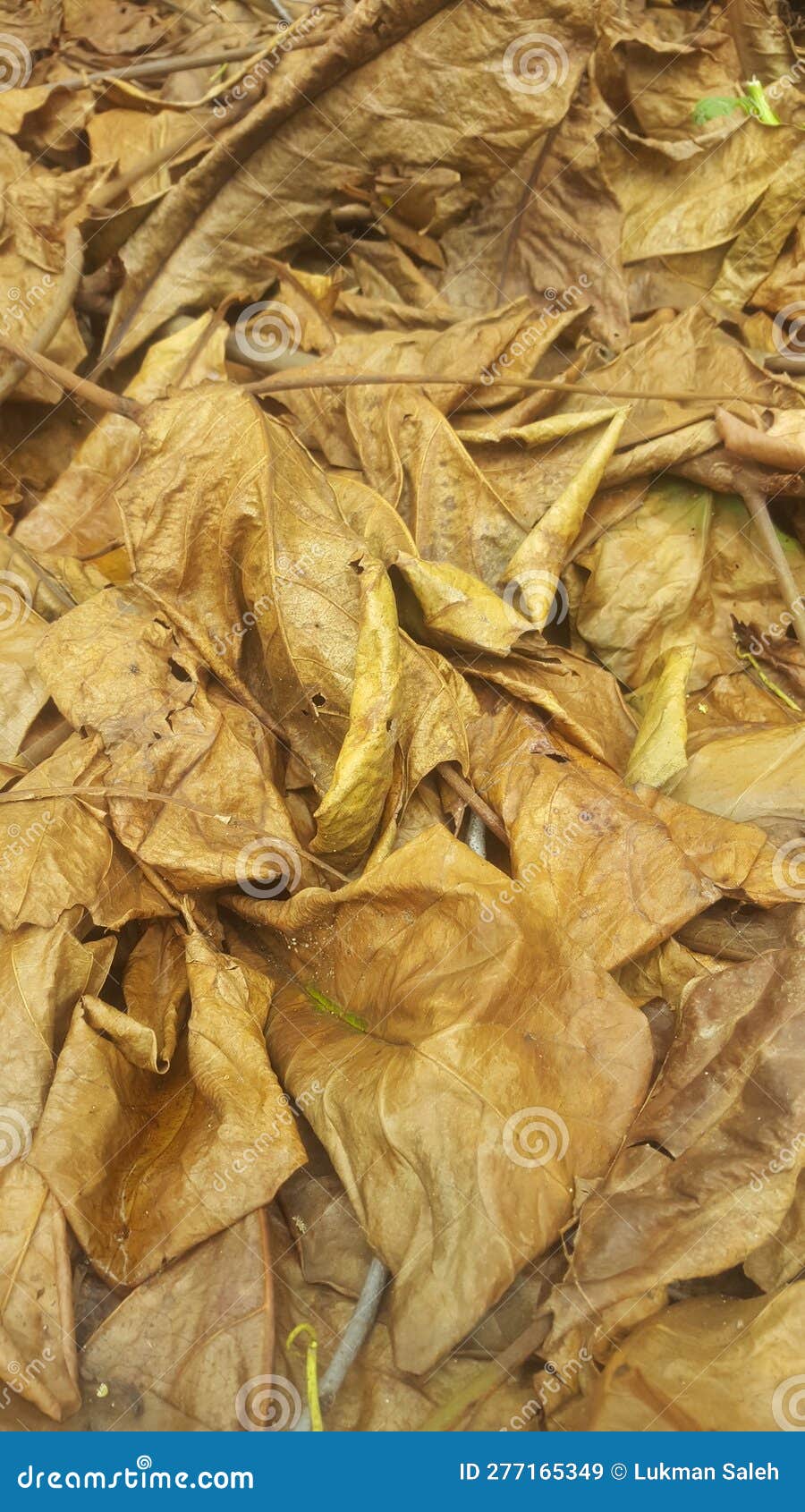 The Old Leaves Layered on the Back Yard Stock Image - Image of leaves ...