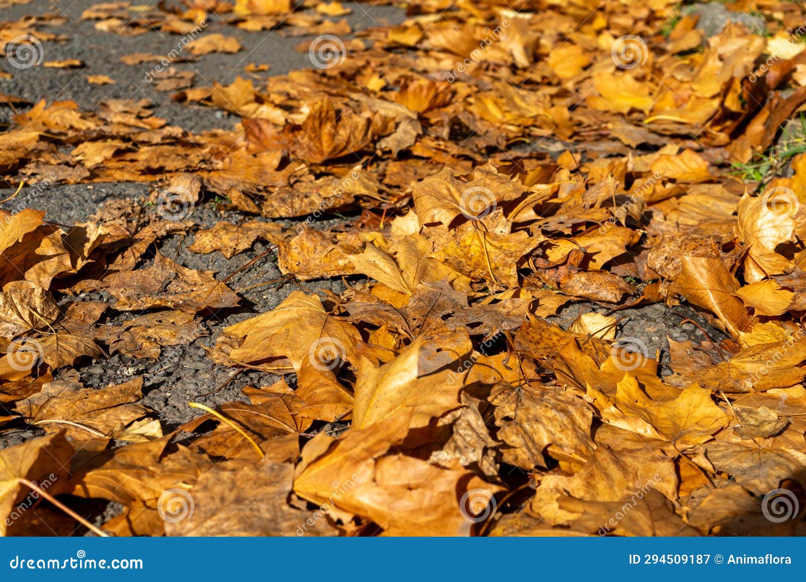 Old leaves on a sidewalk stock image. Image of landscape - 294509187