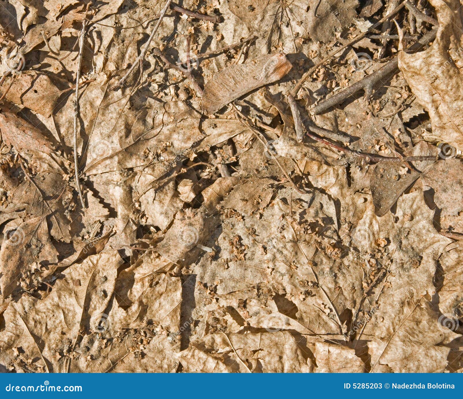 Old leaves texture stock image. Image of nature, rustic - 5285203