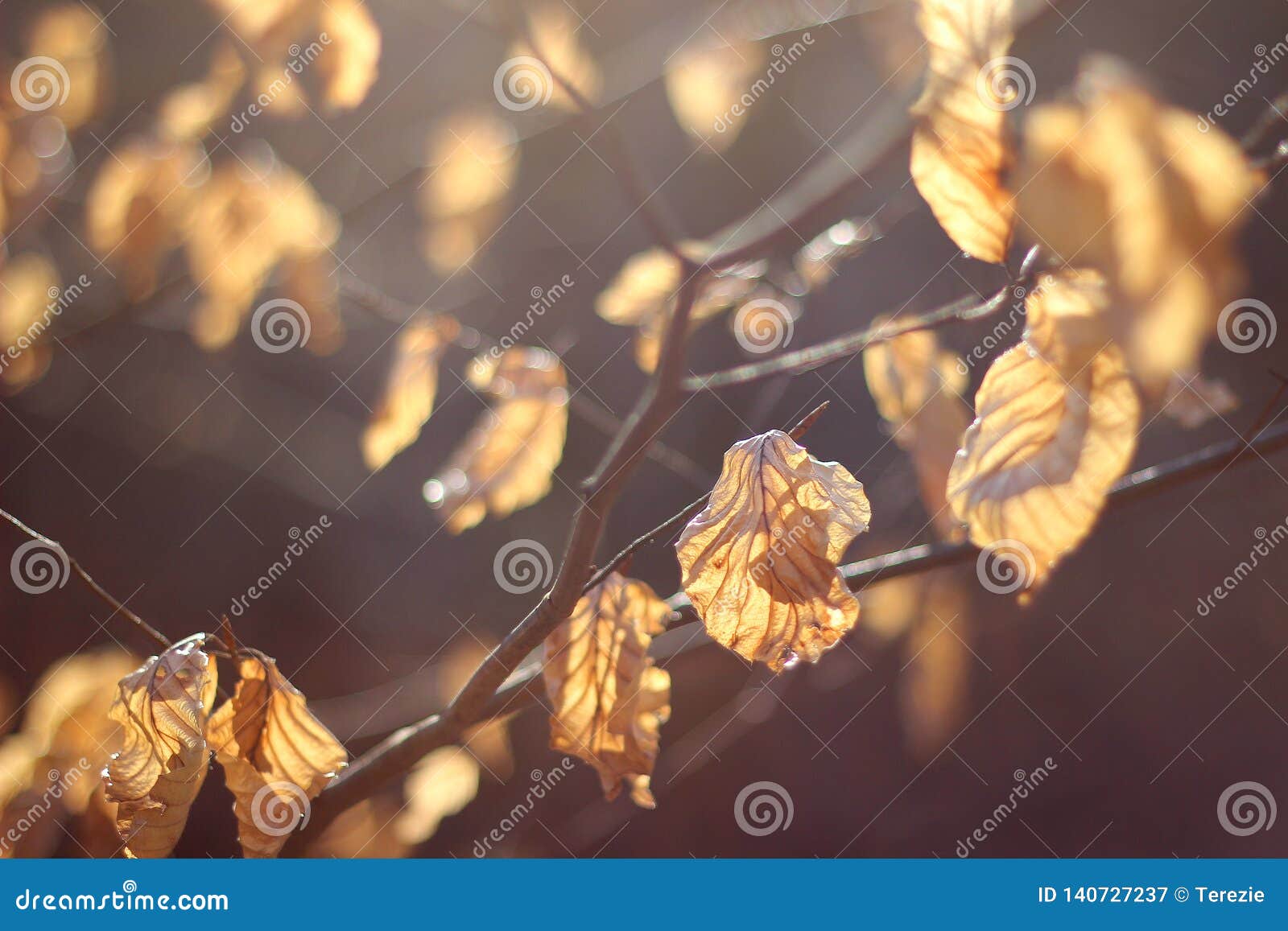 Old leaves stock image. Image of environment, change - 140727237