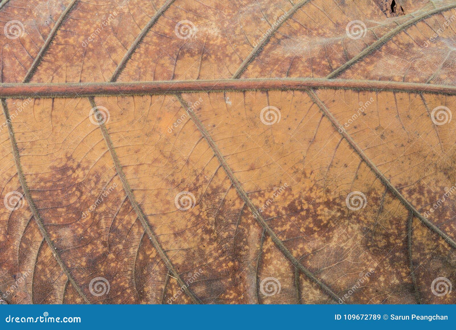 The old leaves. stock image. Image of wall, surface - 109672789
