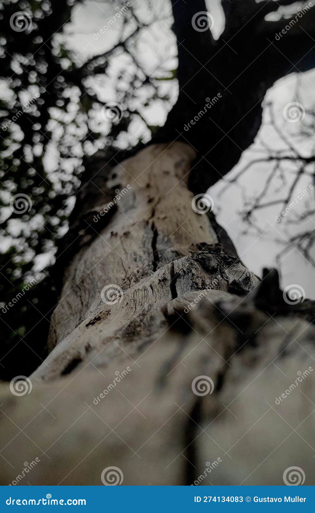 The old lemon tree stock image. Image of wood, snow - 274134083