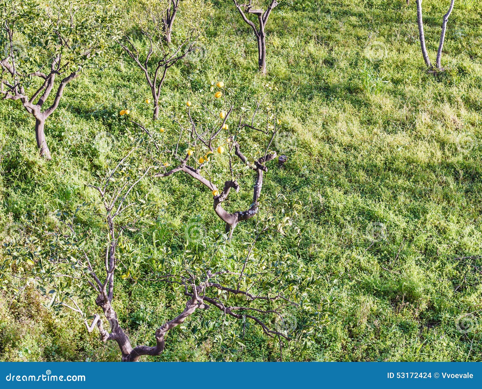 Old lemon tree in Sicily stock photo. Image of lemon - 53172424
