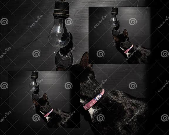 Old Light Bulb and Cats on Black Background Stock Image - Image of ...
