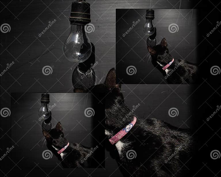 Old Light Bulb and Cats on Black Background Stock Image - Image of ...