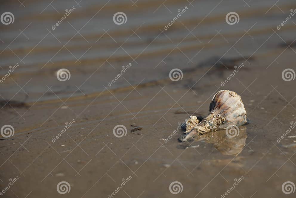 Lightning Welk Shell on the Beach Stock Image - Image of wave, shore ...