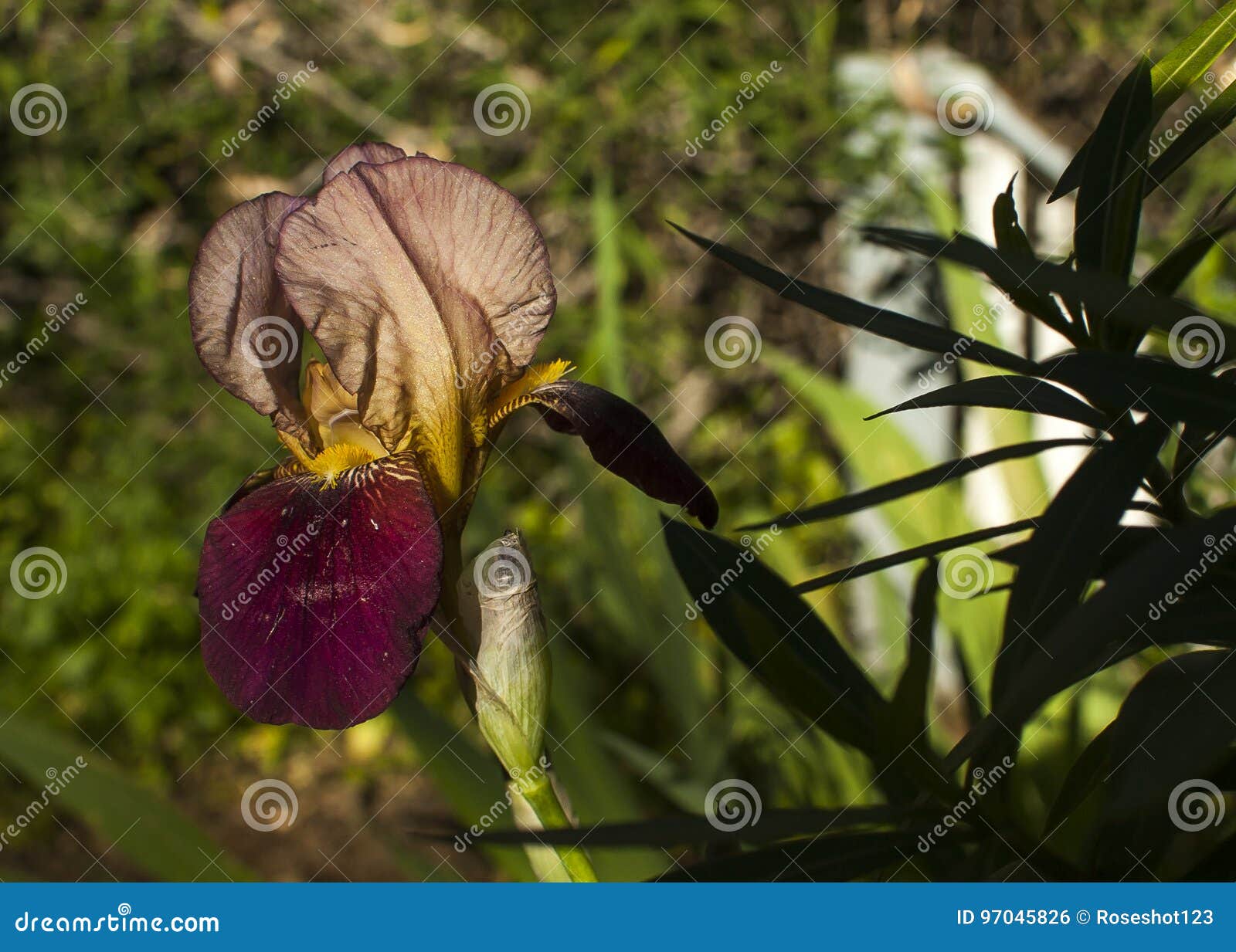 An old Lily stock photo. Image of deck, grey, confidence - 97045826