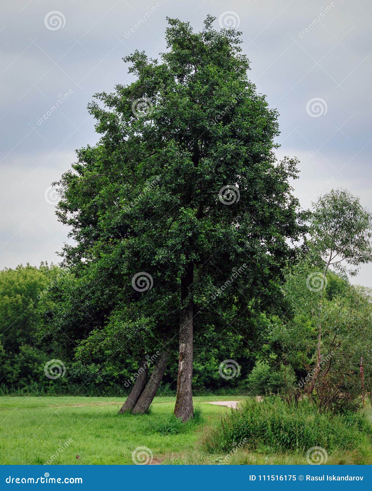 Lime Tree at the Edge of the Forest Stock Image - Image of path ...