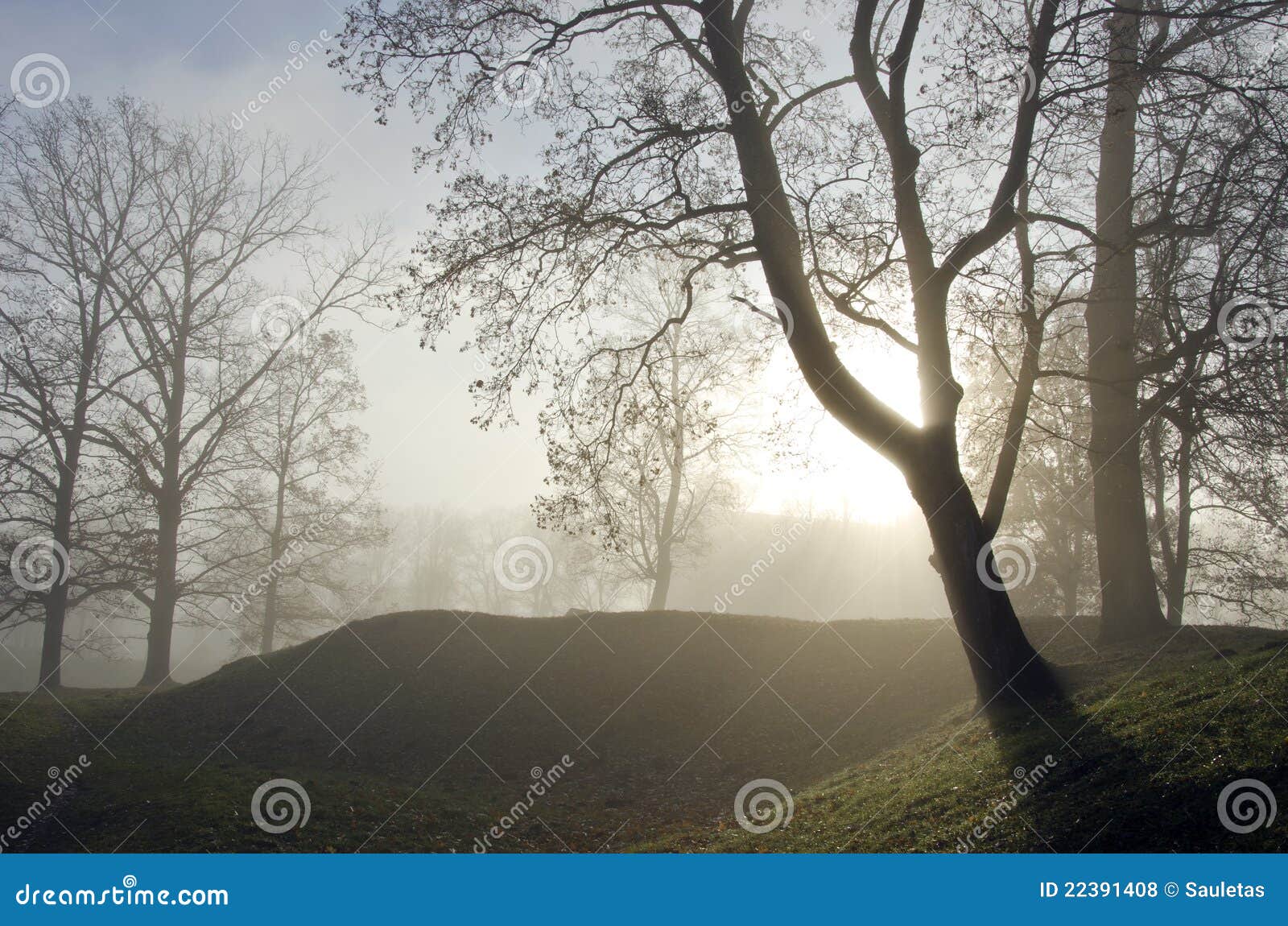 Old Lime Tree Valley Sunken in Dense Fog. Stock Photo - Image of alley ...