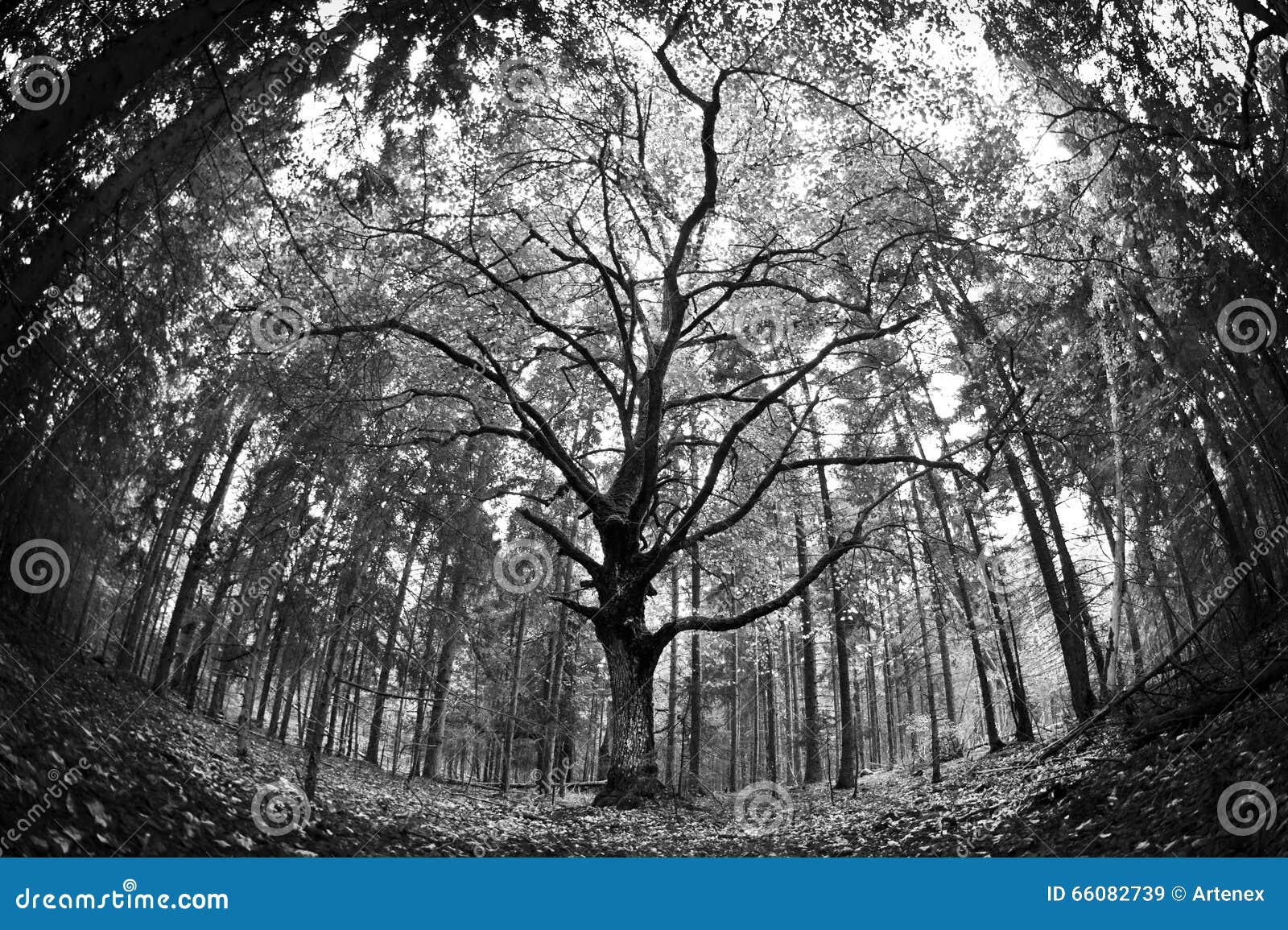 Old linden stock image. Image of growth, rural, beautiful - 66082739