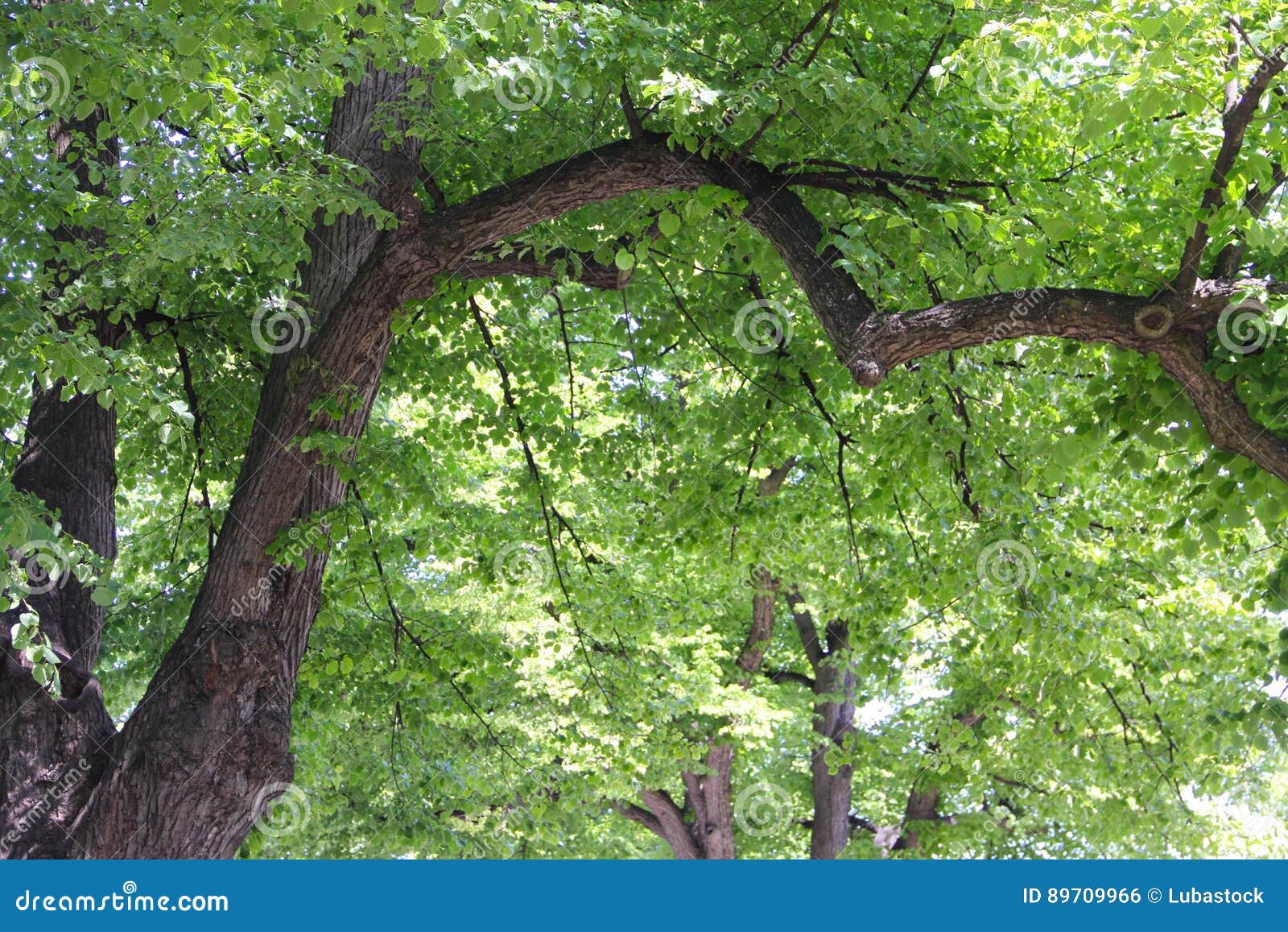 Old linden tree stock photo. Image of spring, freshness - 89709966