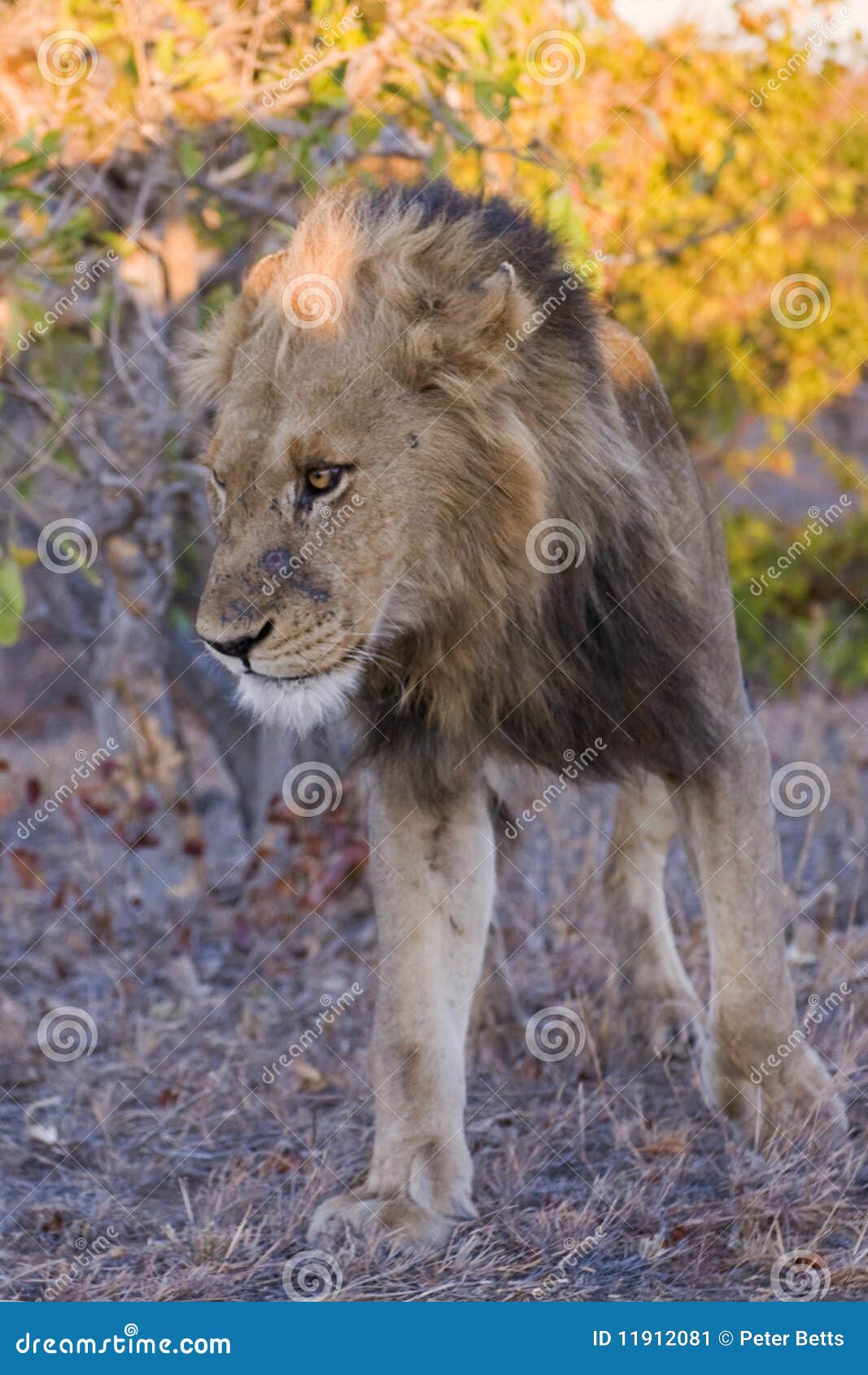 Old Lion stock image. Image of carnivore, leader, south - 11912081