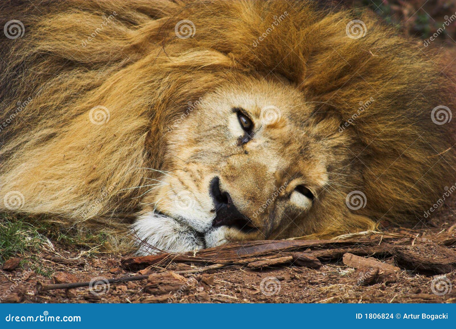 Old Lion stock photo. Image of bored, rest, african, brown - 1806824