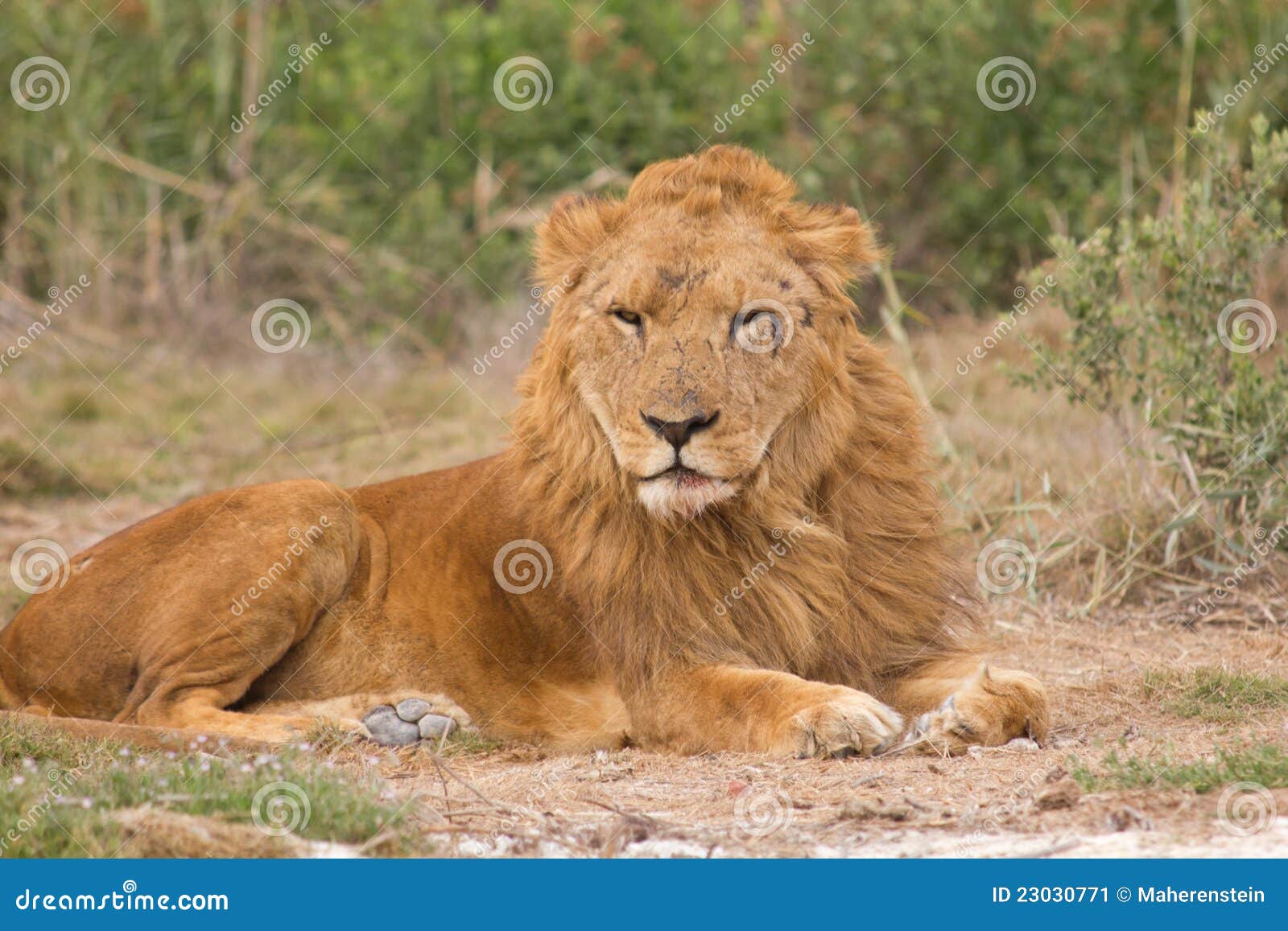 Old lion stock image. Image of hair, carnivore, powerful - 23030771