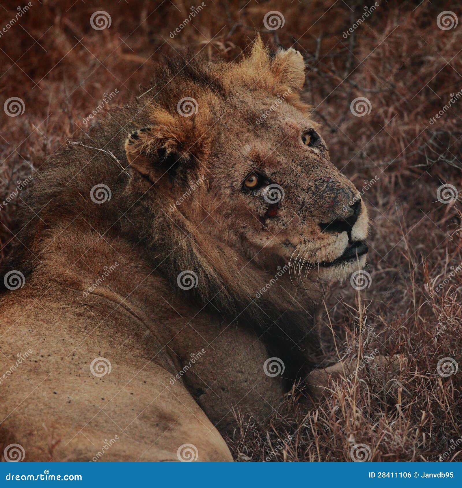 Old lion stock photo. Image of africa, lion, hurt, animal - 28411106