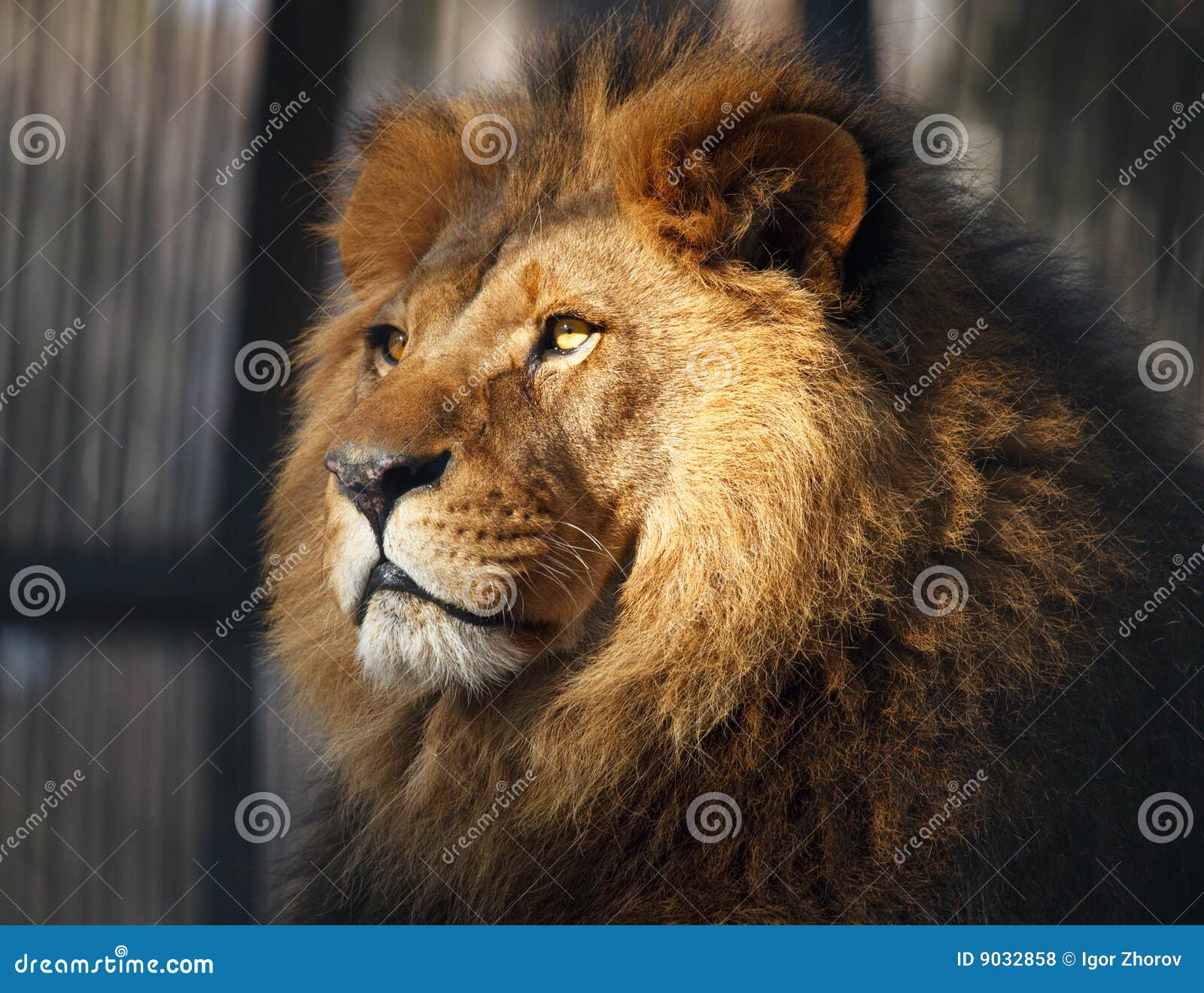 Old lion stock photo. Image of animal, wildlife, older - 9032858