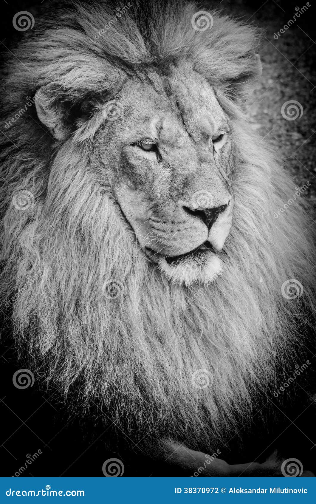 Old lion bw stock photo. Image of intense, king, lion - 38370972