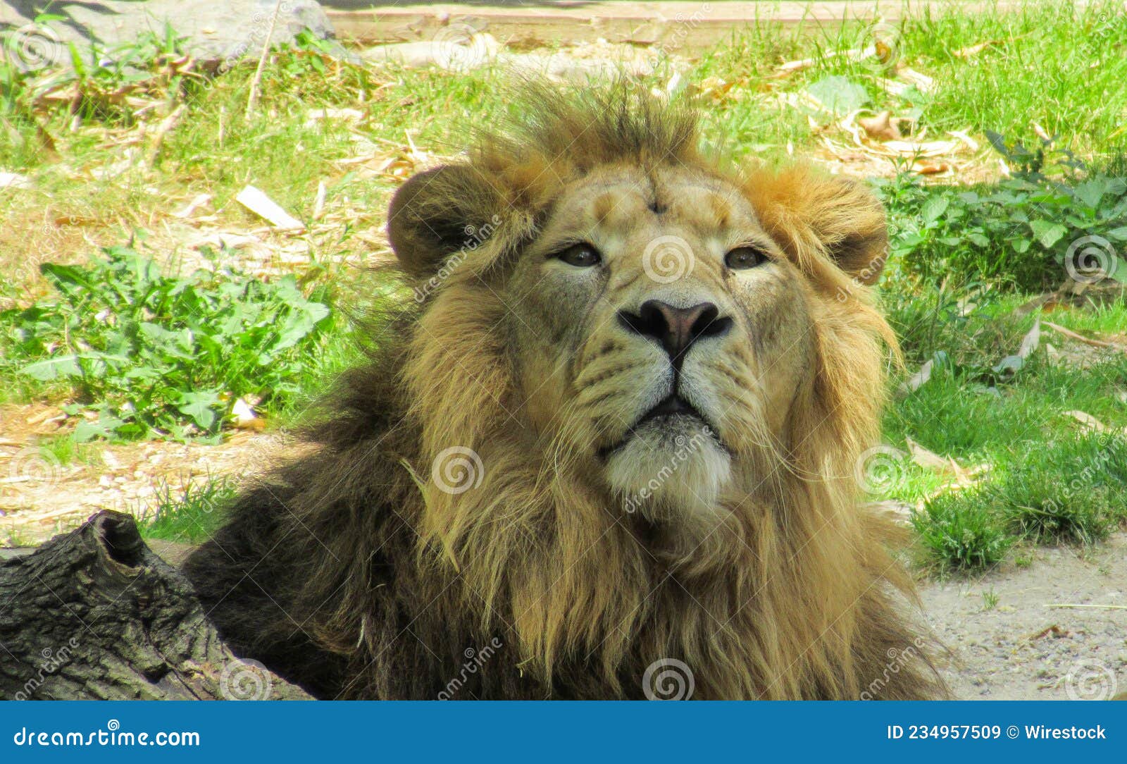 Old Lion King in Stuttgart Zoo Stock Image - Image of heillbron, baden ...