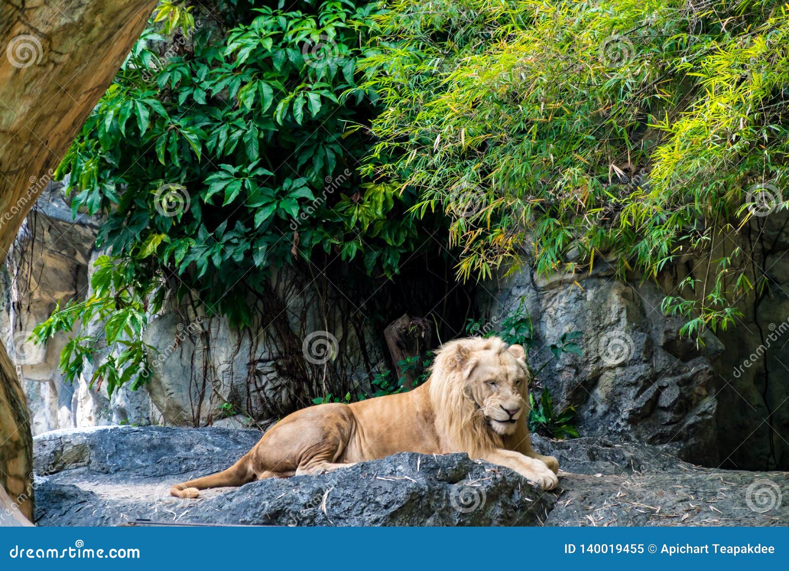 The old lion stock image. Image of male, wildlife, animal - 140019455