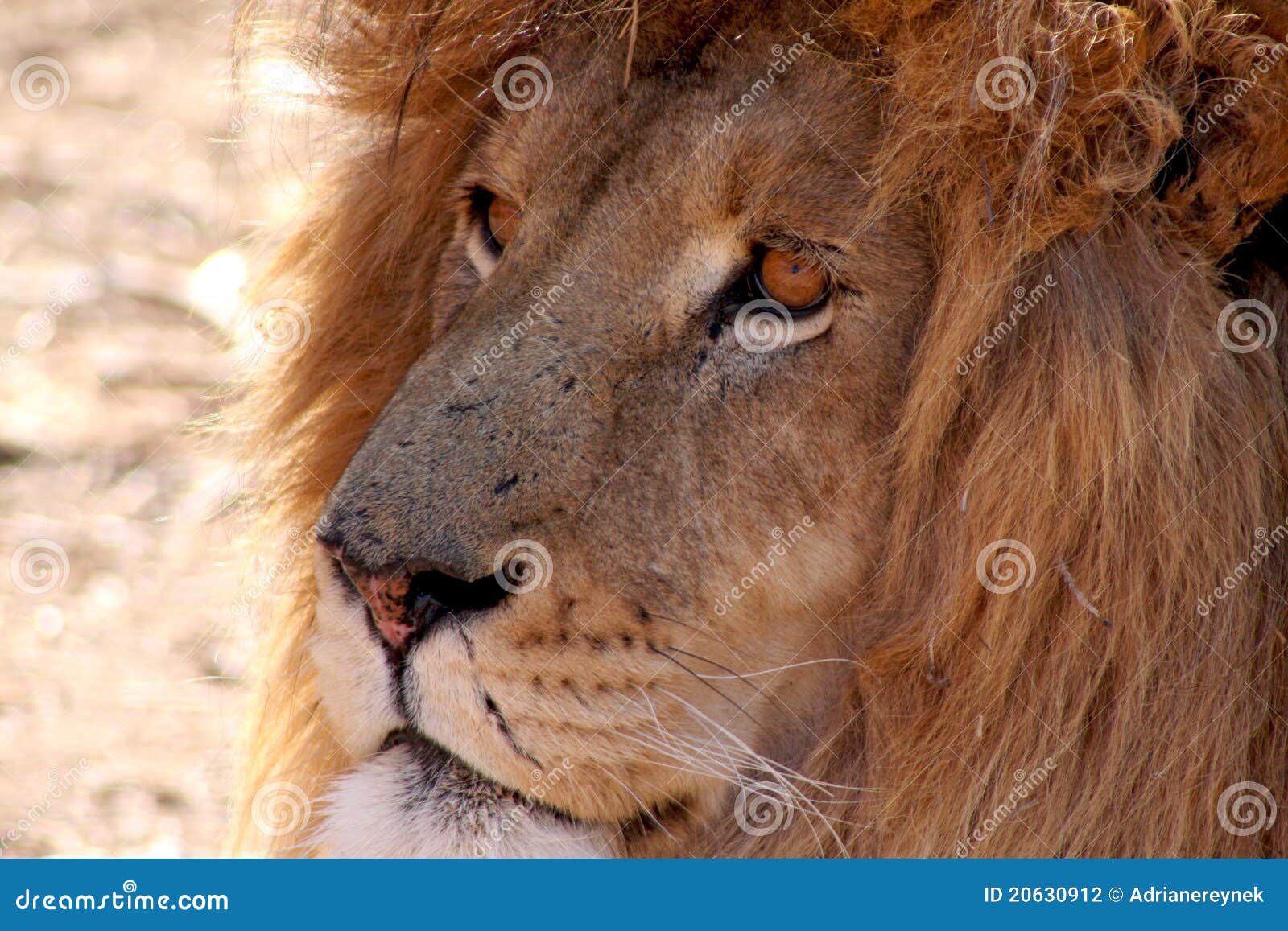 Old lion male stock photo. Image of eyes, nature, tawny - 20630912