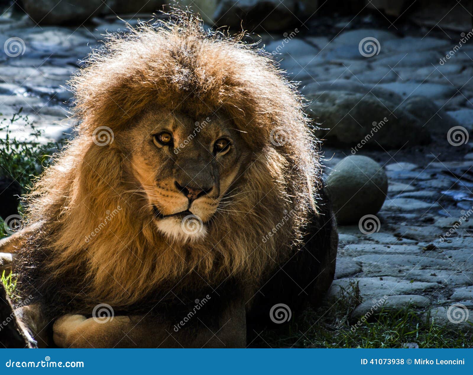 Old lion stock photo. Image of lion, king, wild, hair - 41073938