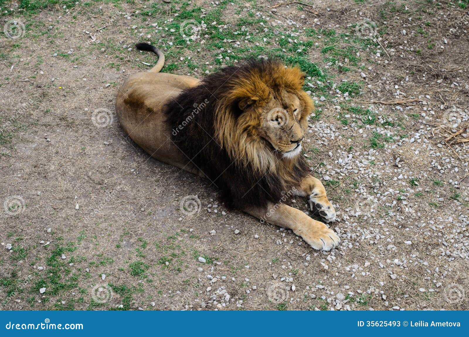 Old lion stock image. Image of majestic, mammal, mane - 35625493