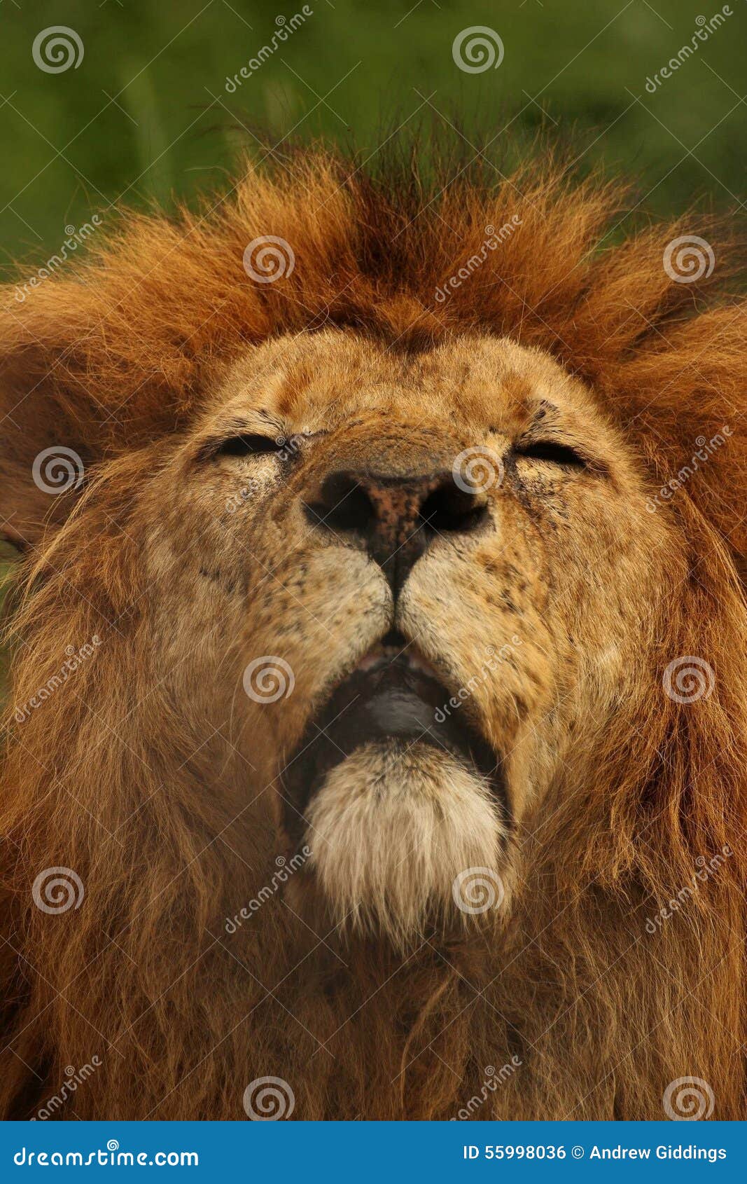 Old lion stock photo. Image of king, predator, lion, wildlife - 55998036