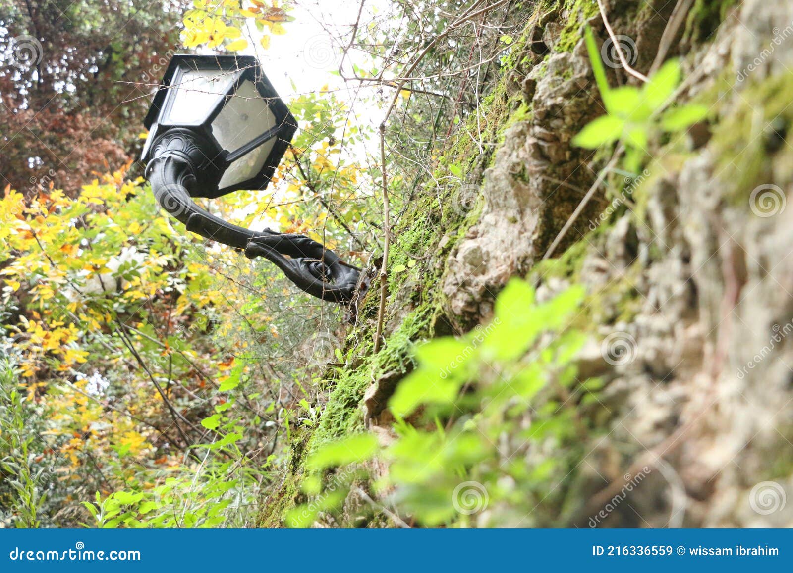 Lite Forests Stock Photos - Free & Royalty-Free Stock Photos from ...