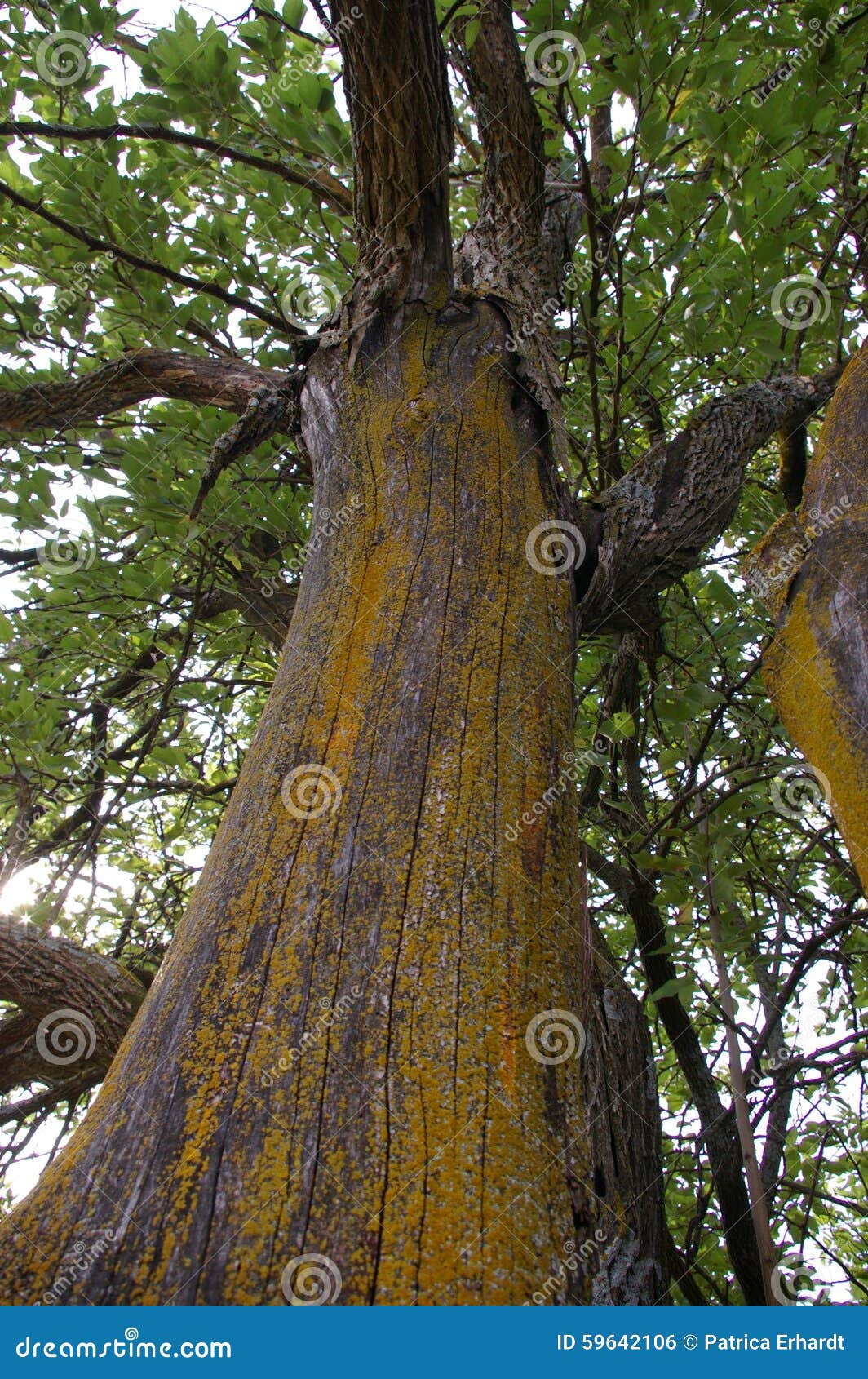 Old Locust Tree with with Lichen Stock Photo - Image of lichen, plant ...