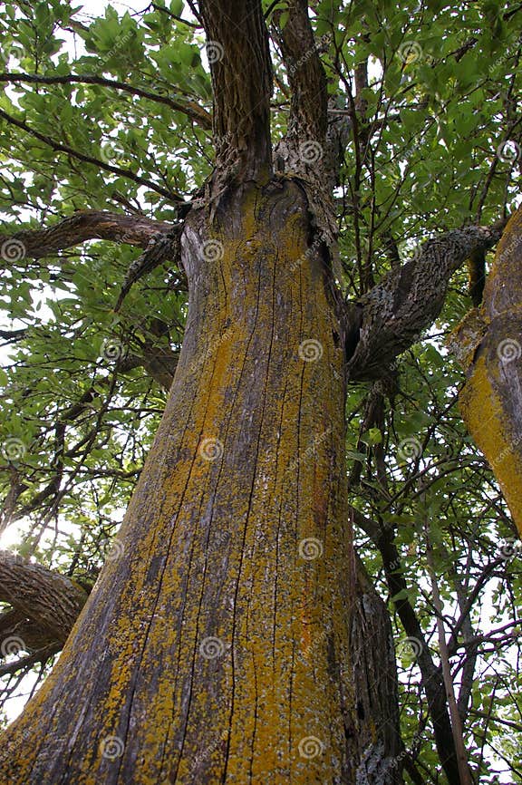 Old Locust Tree with with Lichen Stock Photo - Image of lichen, plant ...