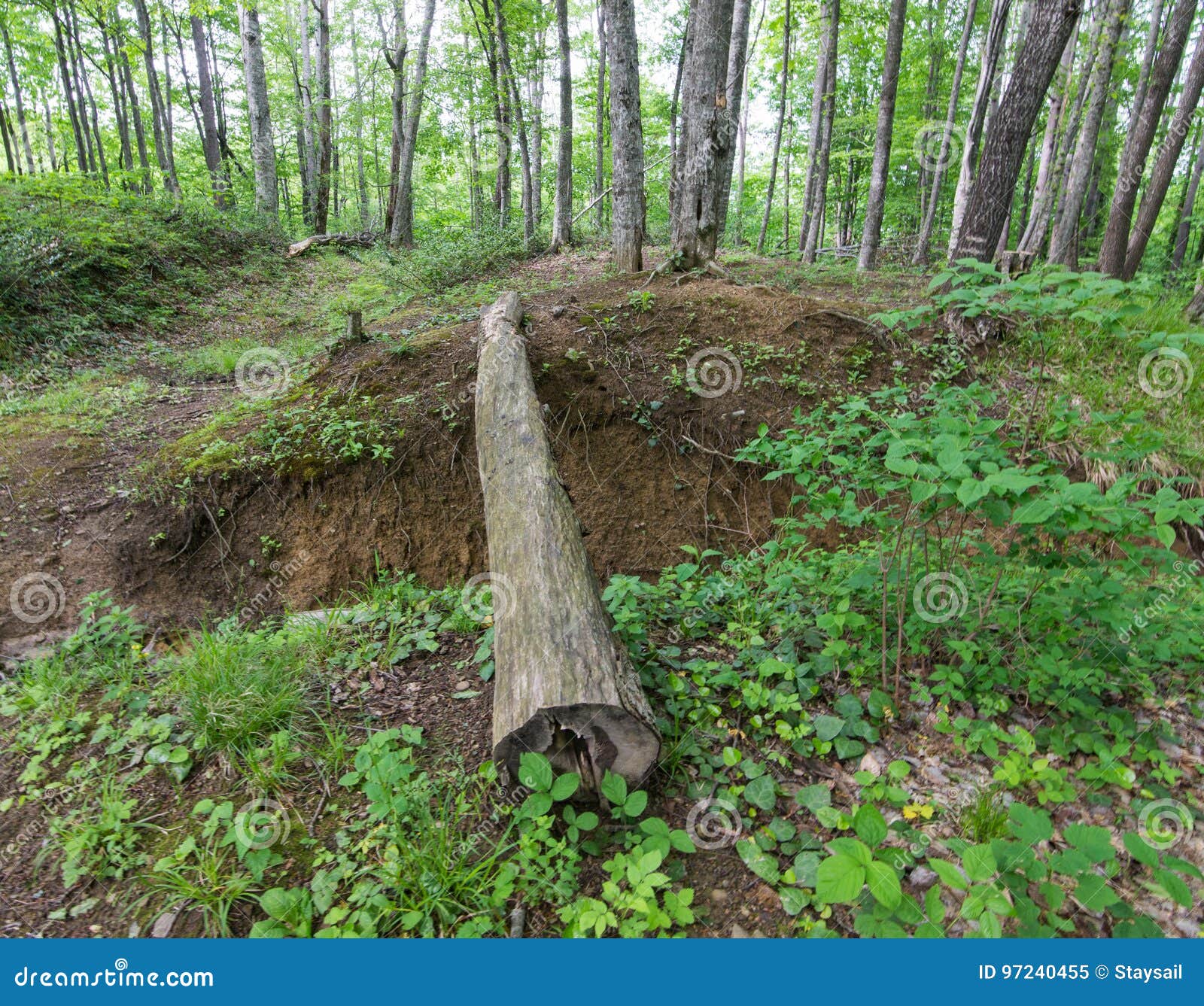 Old Log Across the Ravine. Forest Landscape Stock Image - Image of moss ...